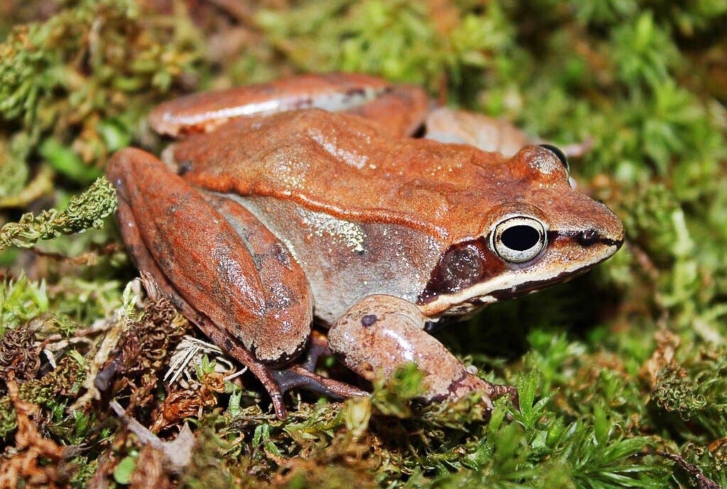 Cryobiology: Frozen Wood Frogs and Adaptations for Survival - Owlcation