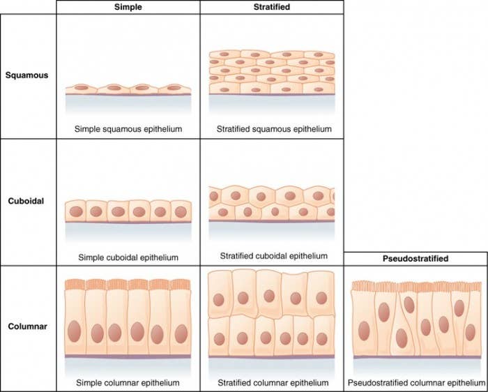 Epithelial Tissue: Characteristics, Types, and Functions - Owlcation