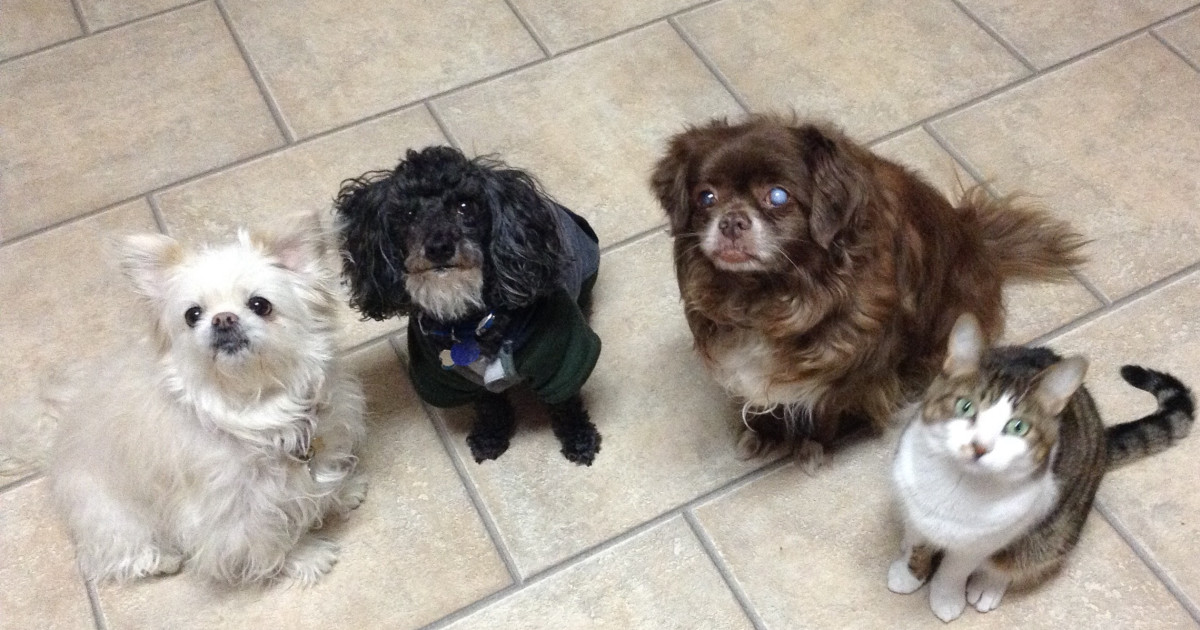 Are Animals Spiritual? What Does the Bible Say? - Owlcation