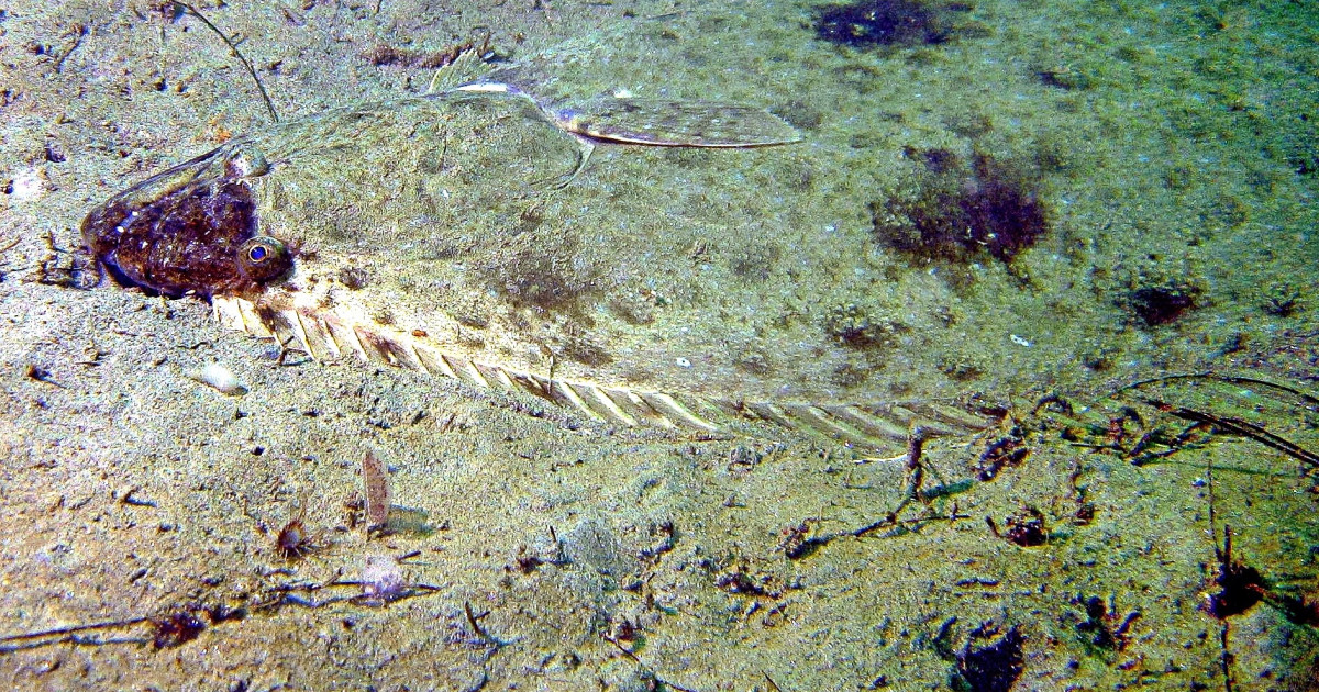 Flatfish Facts and Pacific and California Halibut Information - Owlcation