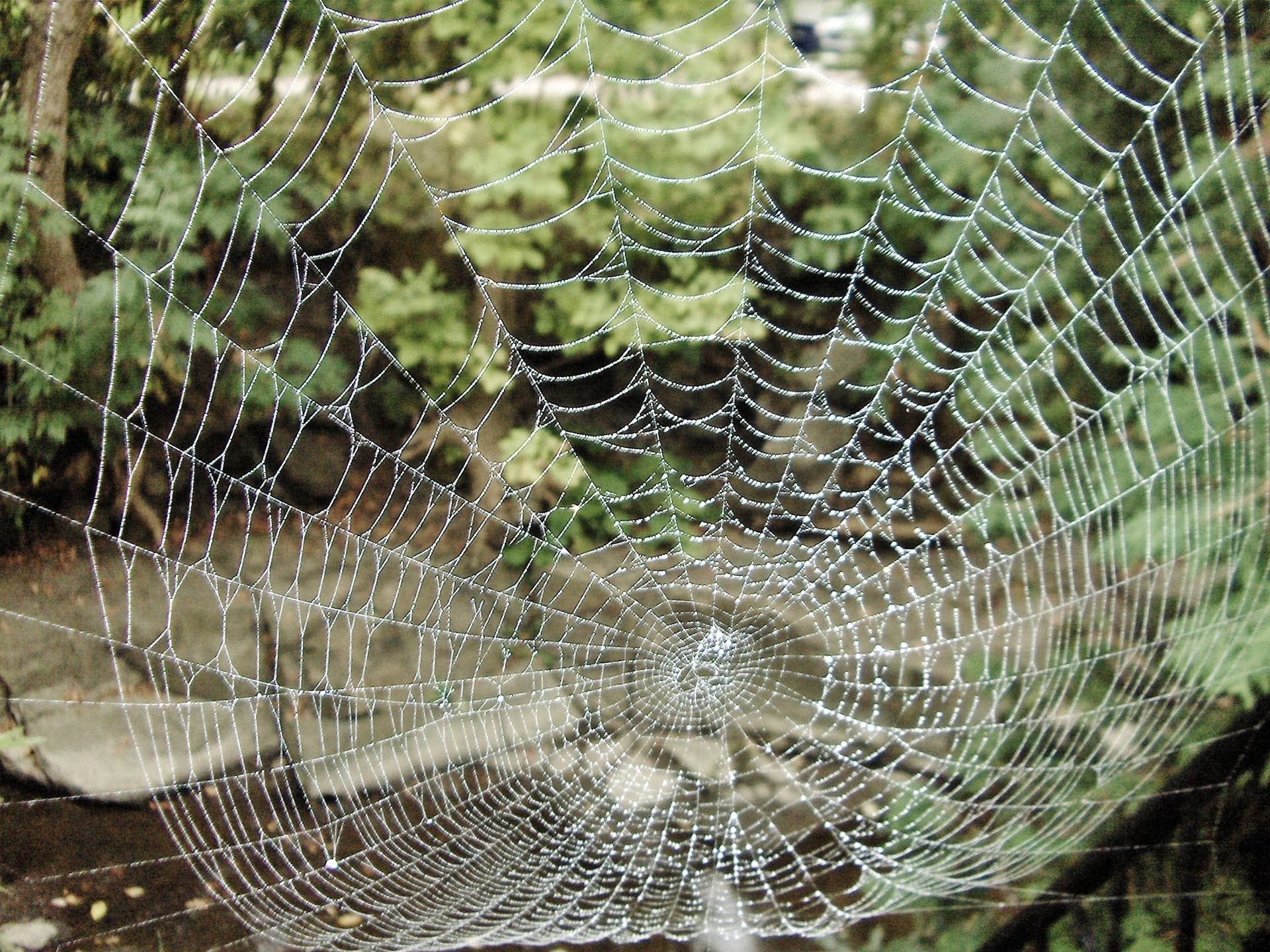 10 Super Silky Spider Facts - Owlcation