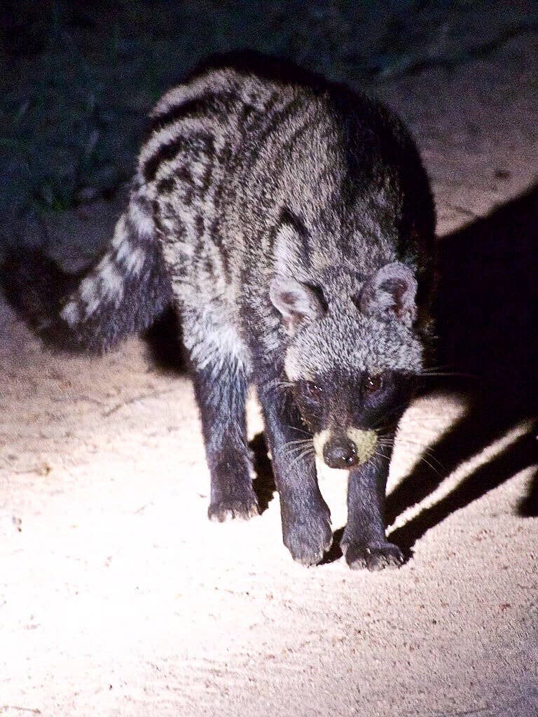 40 African Civet Facts: Body Features, Life, and Behavior - Owlcation