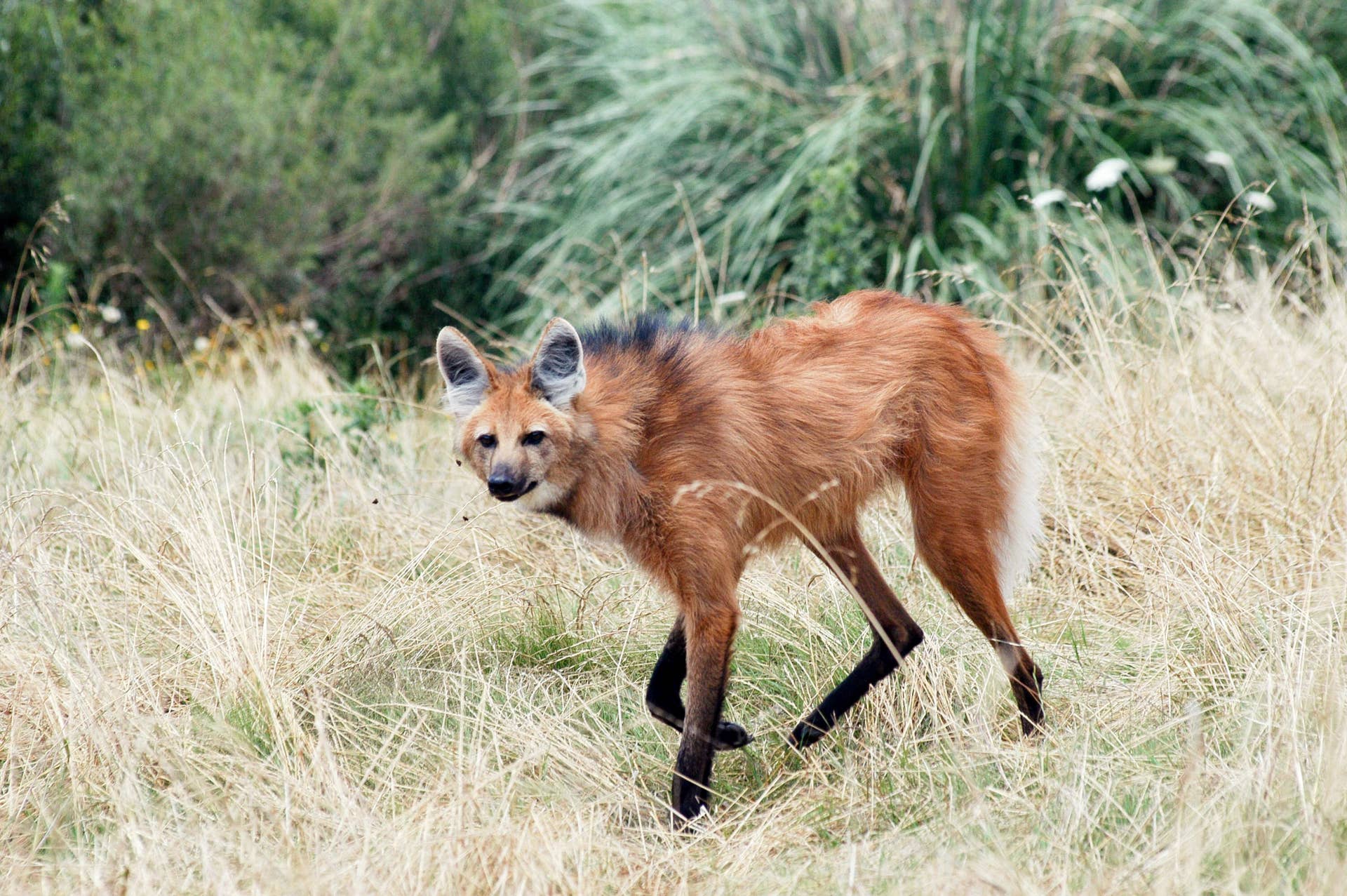 The Maned Wolf: Interesting Facts About a Unique Animal - Owlcation