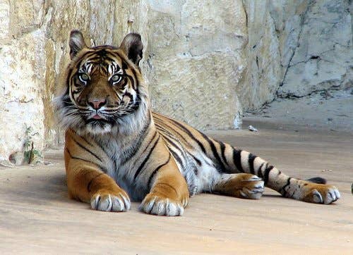 What Do Tigers Eat in Zoos? - Owlcation