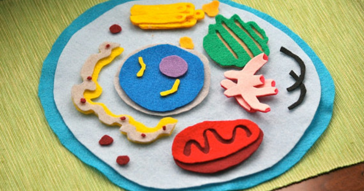 How to Create 3D Plant Cell and Animal Cell Models for Science Class ...