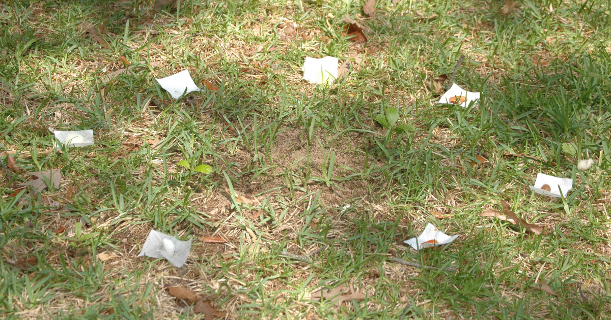 4 Fun Insect Science Projects for Kids - Owlcation