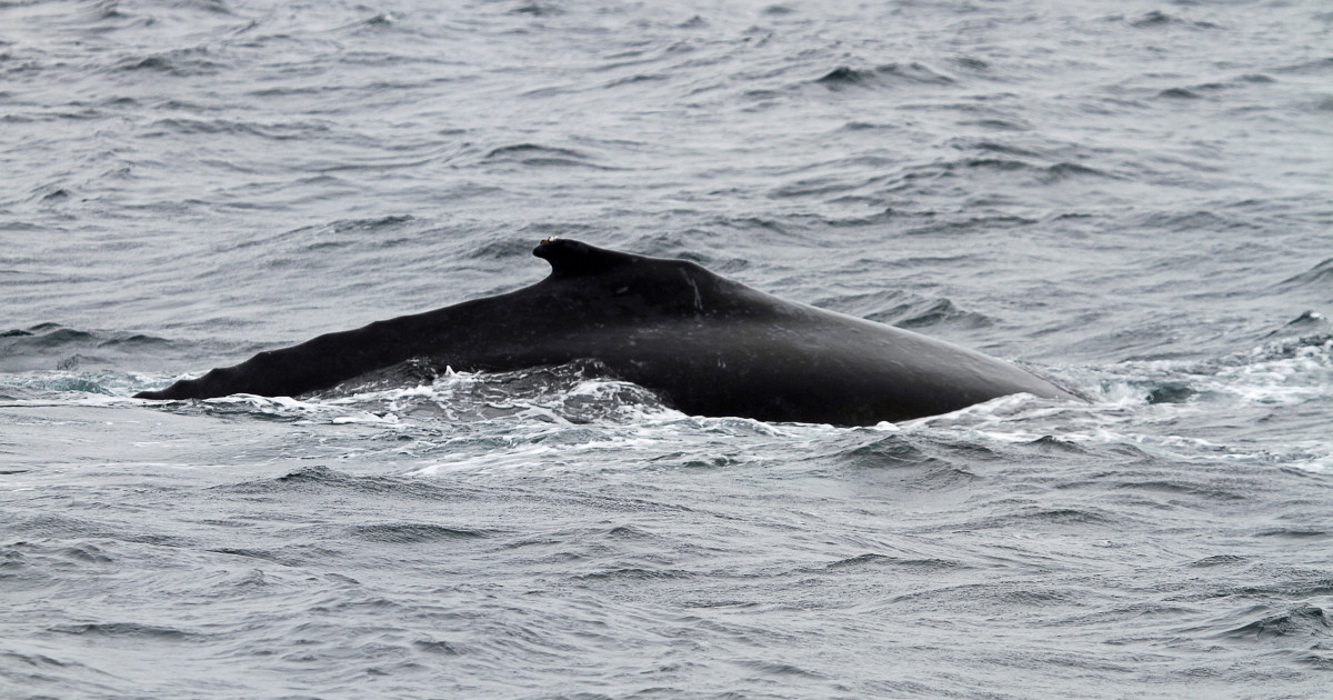 Humpback Dolphin Facts: A Creature of Unusual Colors - Owlcation