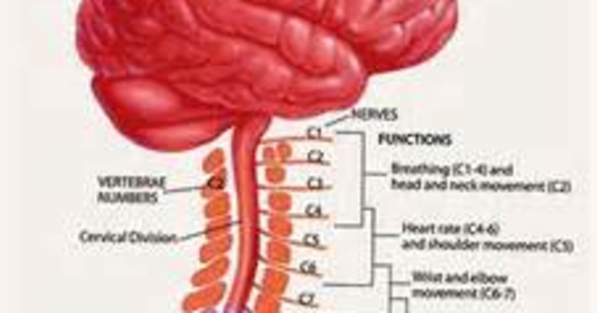 mental spine function
