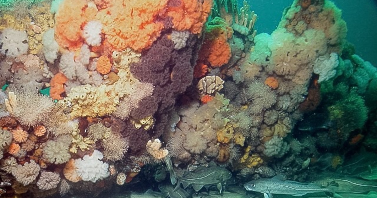 Atlantic Cod and Pacific Hake Facts, Lives, and Concerns - Owlcation