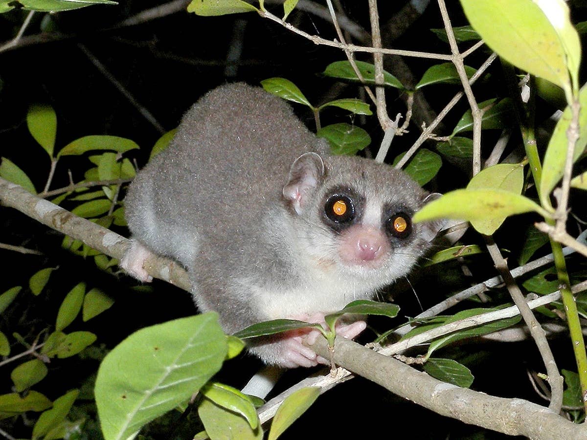 Fat-Tailed Dwarf Lemur: An Intriguing Primate That Hibernates - Owlcation