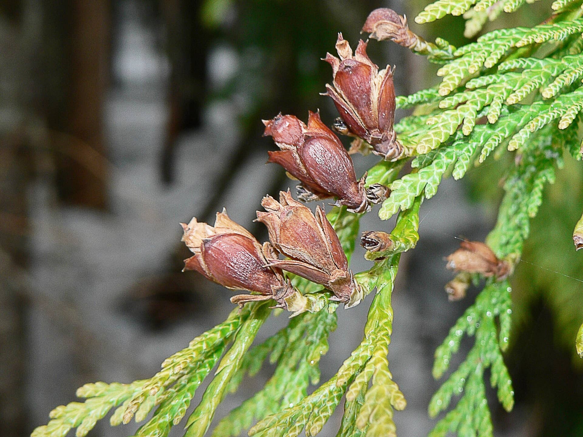 42 Facts About Western Red Cedar in Nature and Culture - Owlcation