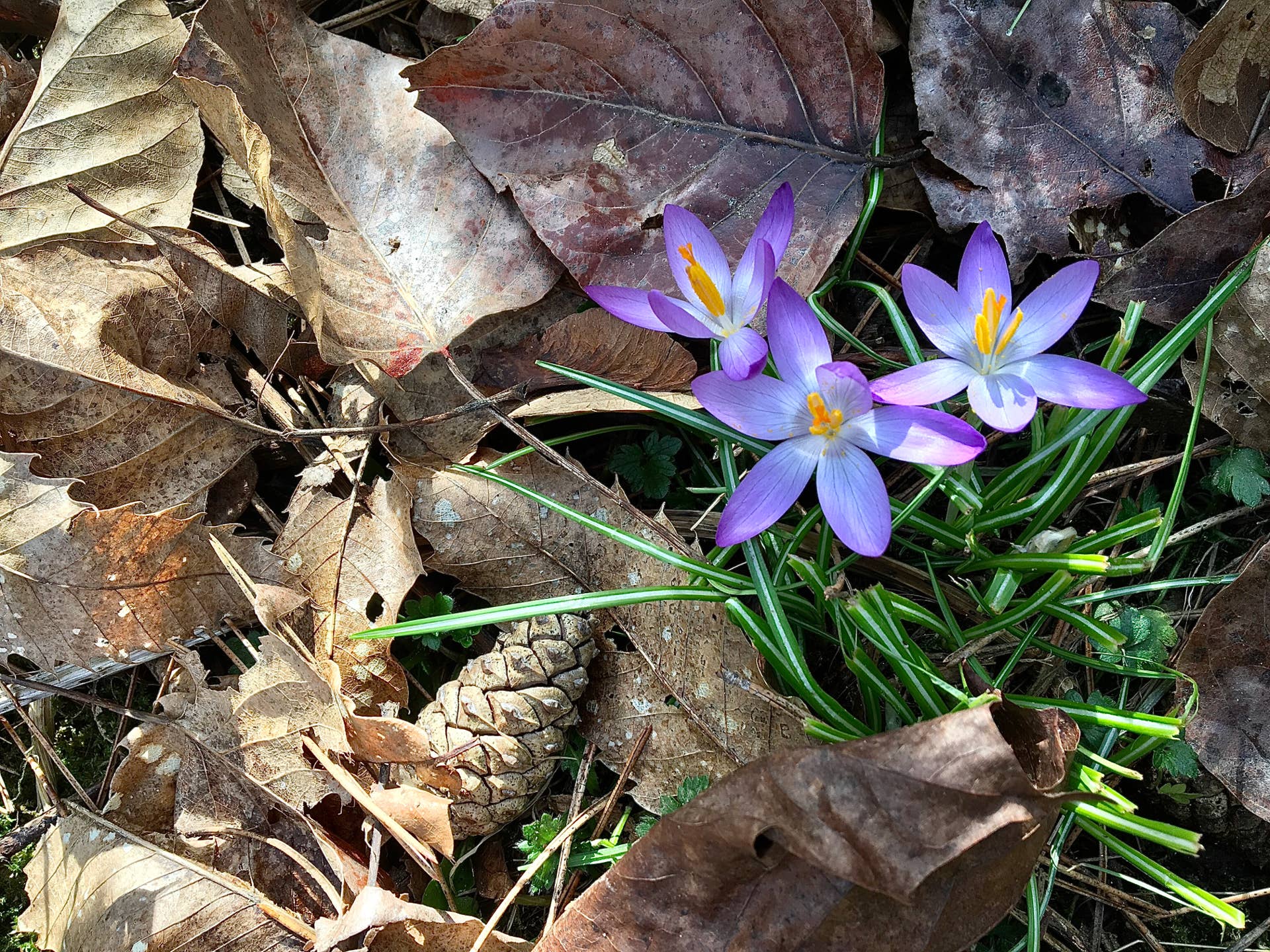Spring Flowers of the Pacific Northwest: Facts and Photos - Owlcation