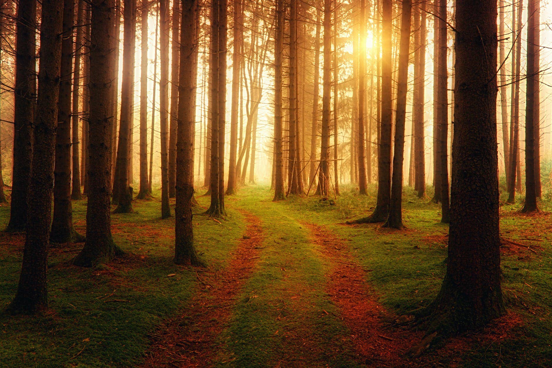 5 Mystical Forests of Europe - Owlcation