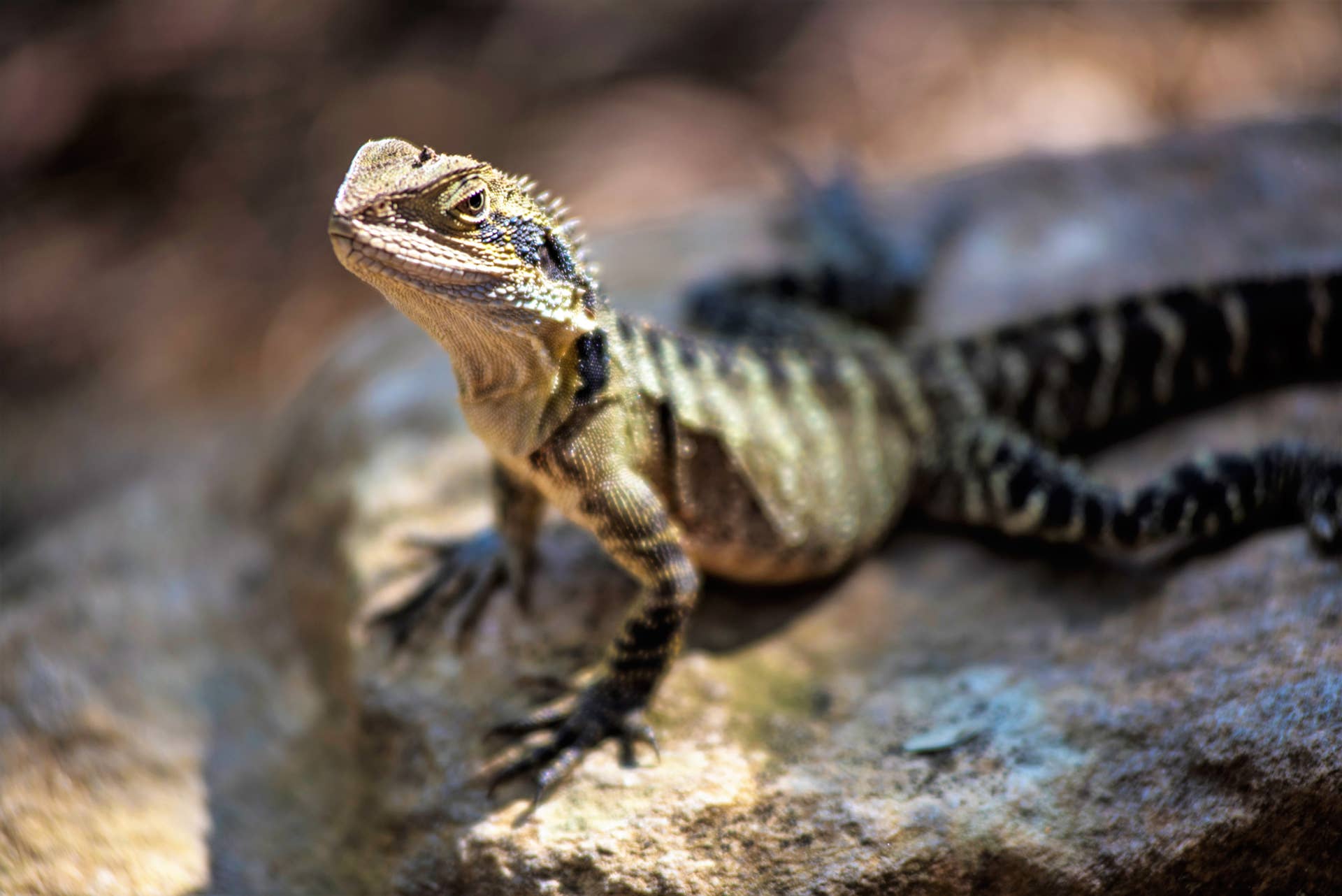 Mom Discovers Son Has a Lizard Literally Hanging Off of His Nose and ...