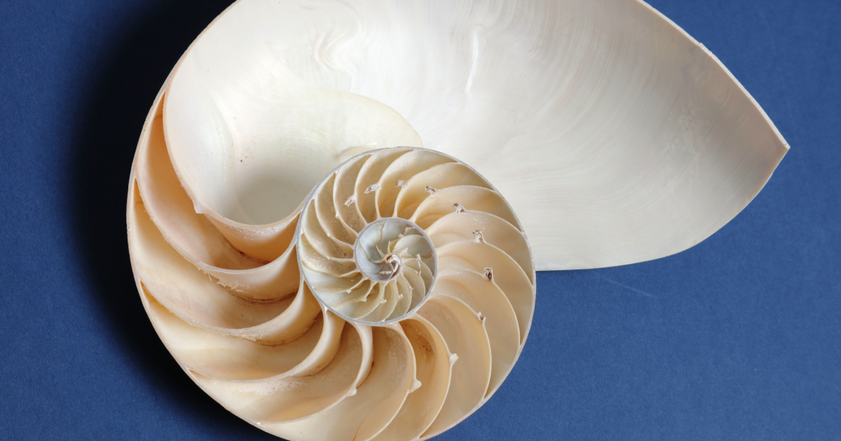 5 Mathematical Patterns in Nature: Fibonacci, Fractals and More - Owlcation