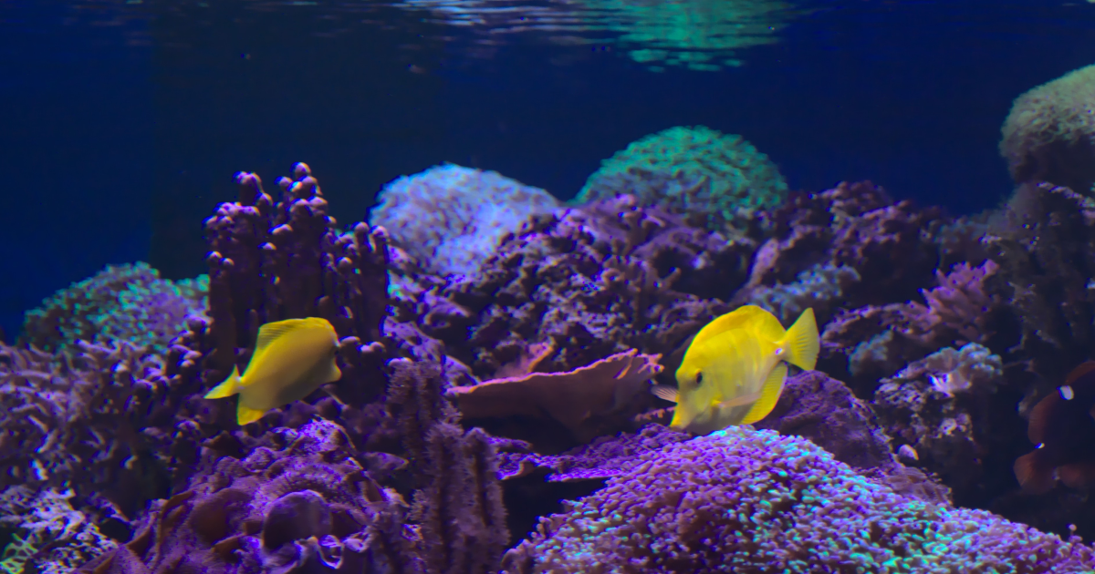 10 Spectacular Yellow Fish - Owlcation