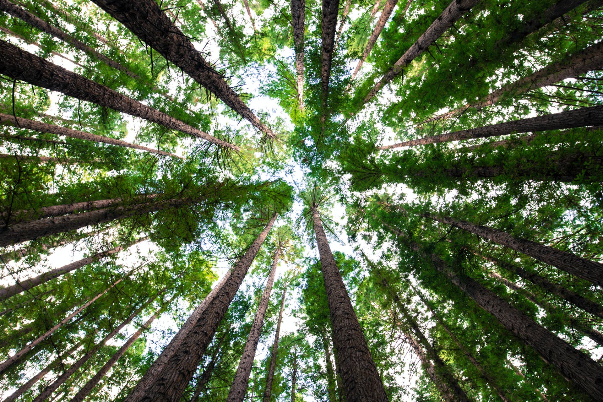 Geotropism: What Makes Plants Grow Up and Roots Grow Down? - Owlcation