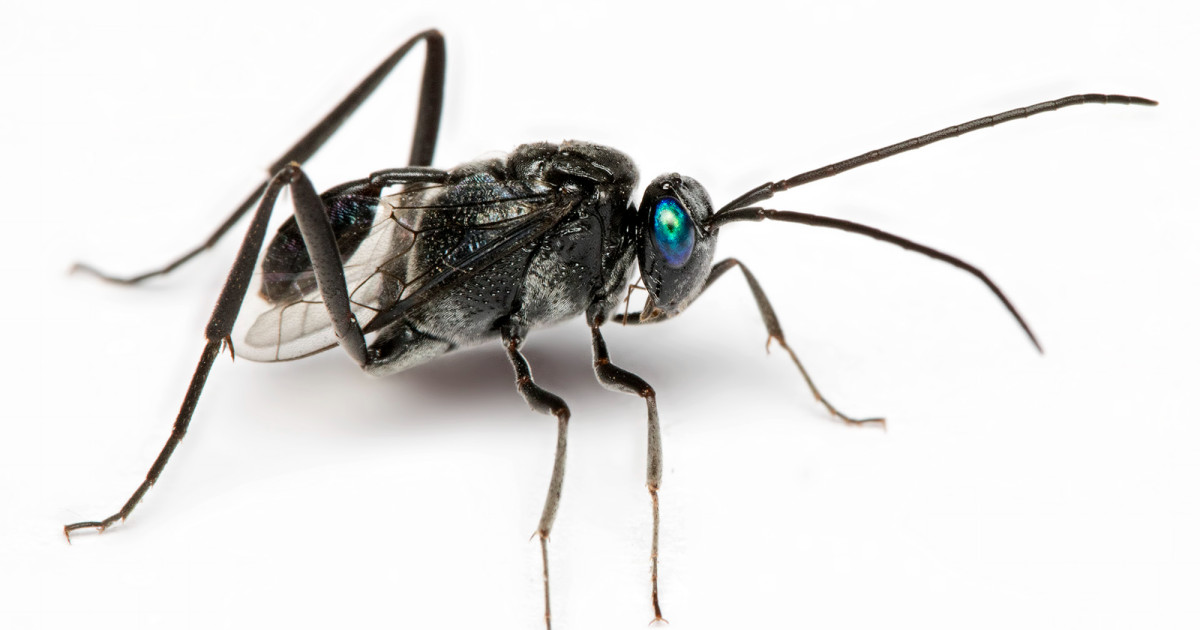 Ensign Wasps: Parasitic, Predatory, but Harmless to Humans - Owlcation