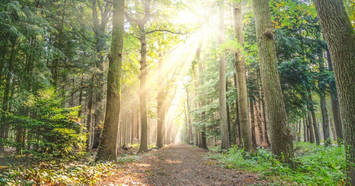 Descriptive Essay Example: Morning Jog in the Park - Owlcation