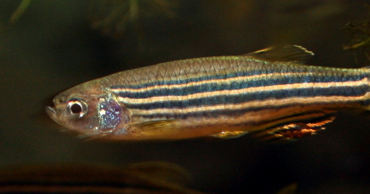 The Remarkable Role of Zebra Danio in Science - Owlcation