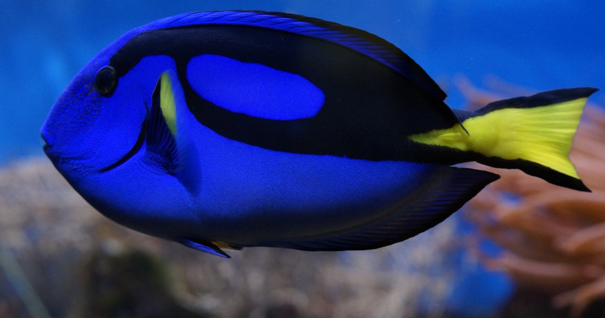The Top 10 Spectacular Blue Coloured Fish - Owlcation