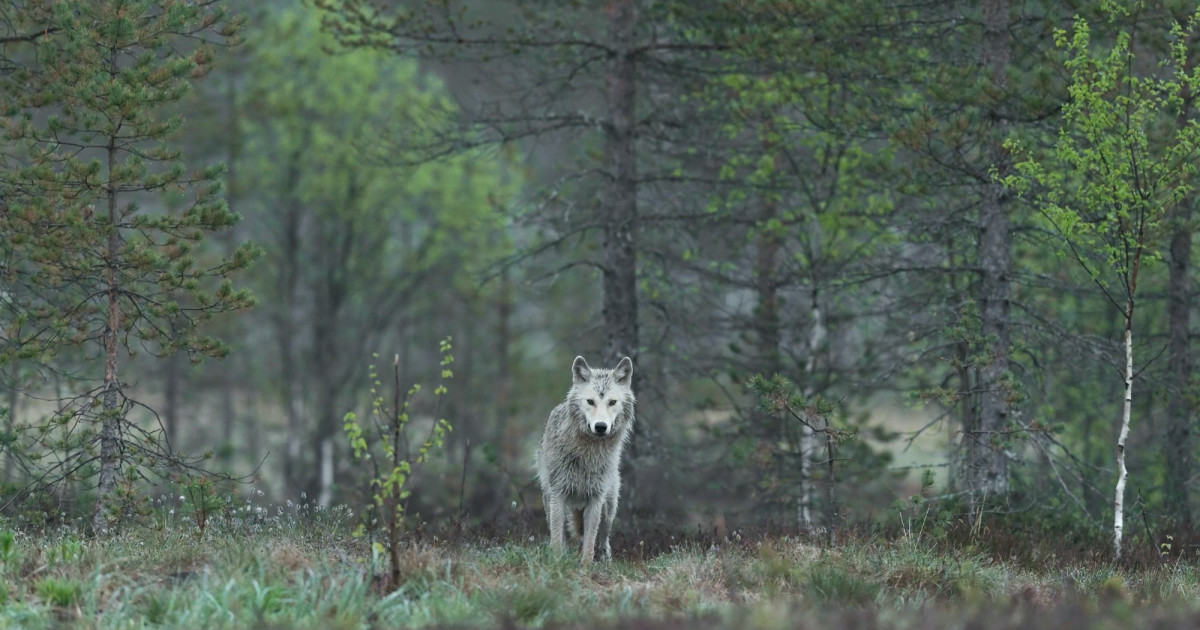 Wolves 101: Habitat, Diet, Communication, and Conservation - Owlcation