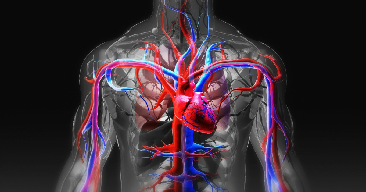 Replacing Dead Tissue in the Heart: Research and Discoveries - Owlcation