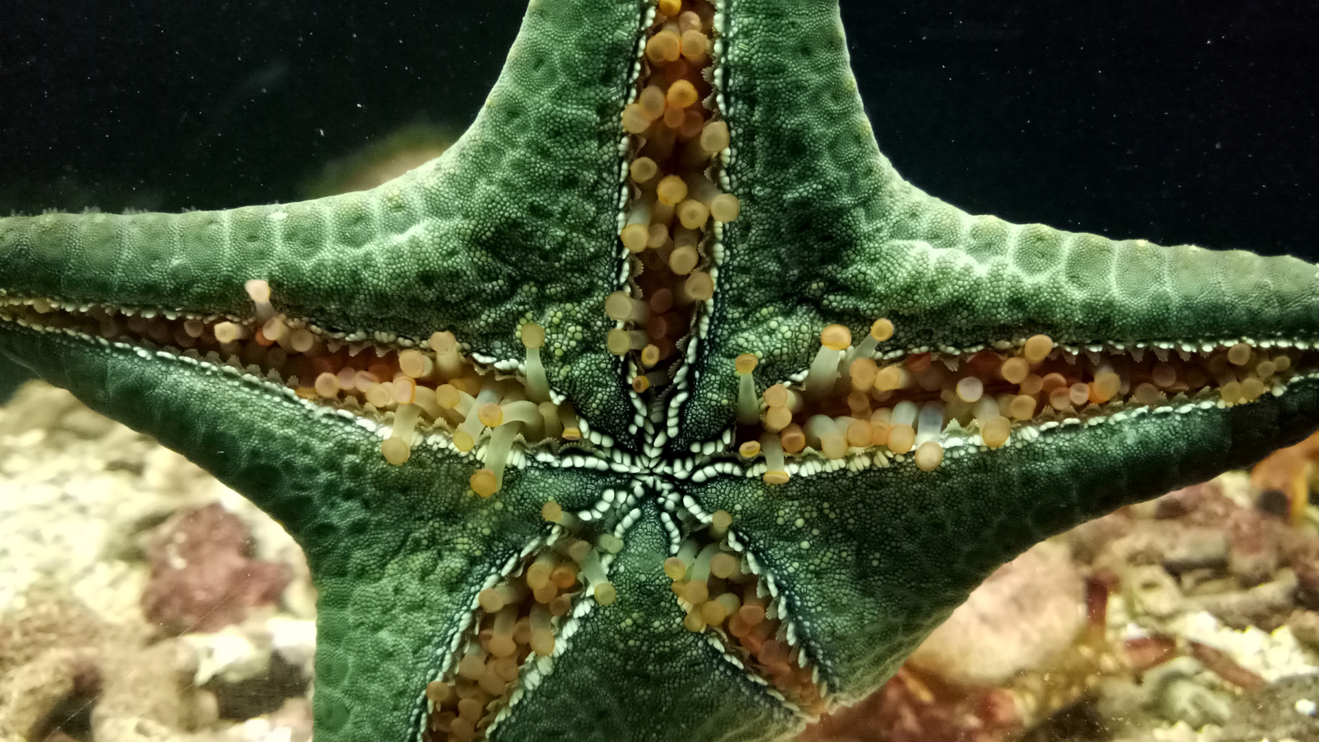 14 Creepy Facts About Starfish - Owlcation