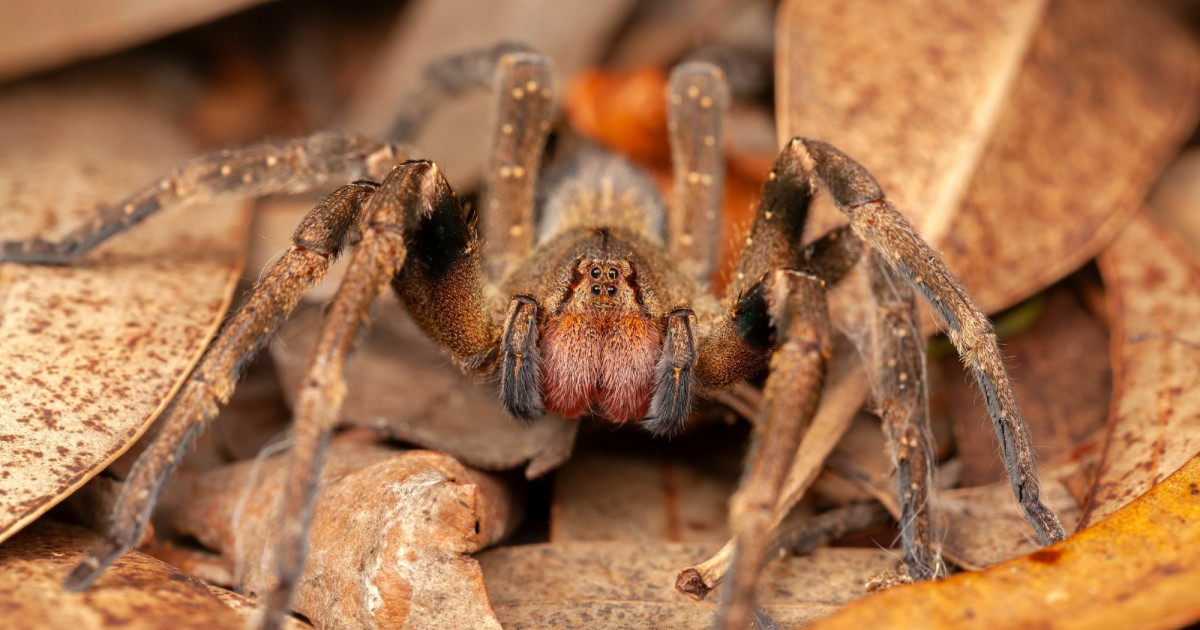 5 Badass Bugs: Scariest Insects on Earth - Owlcation