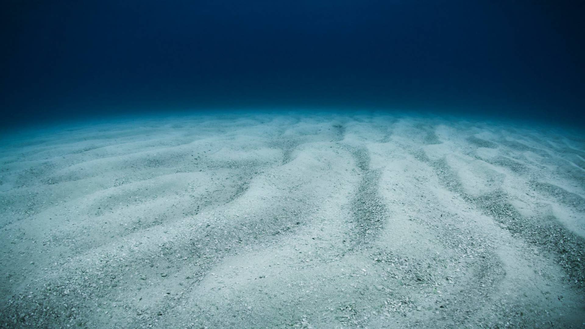 List of Ocean Animals: A Through Z - Owlcation