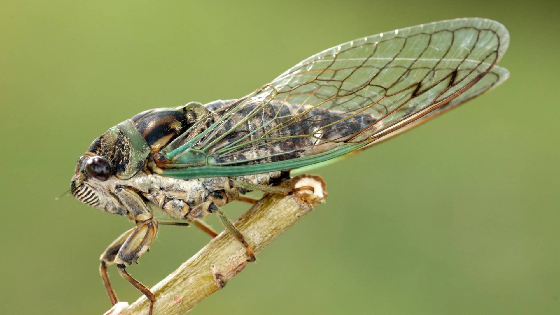 Interesting Facts About Cicadas - Owlcation