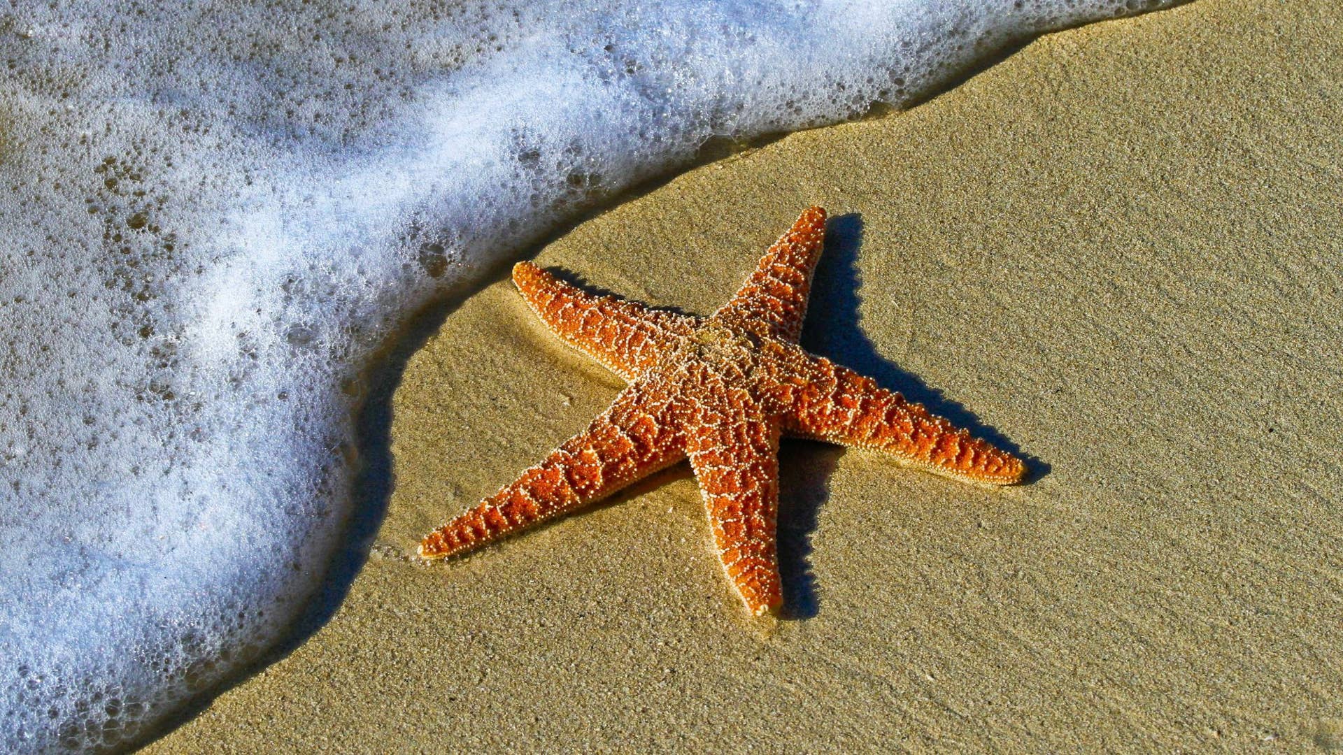 10 Fun Facts and Trivia About Echinoderms - Owlcation