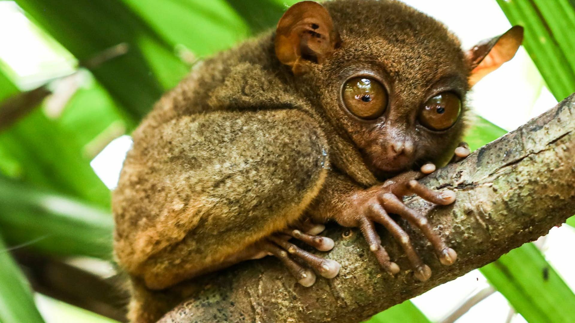 The 10 Most Interesting Animal Species You Probably Haven't Heard Of ...