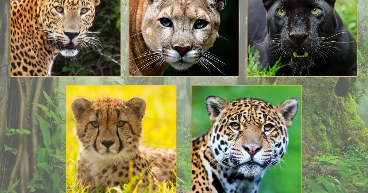Differences in Leopards, Panthers, Pumas, Jaguars, and Cheetahs - Owlcation