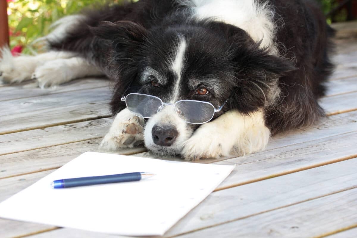 55 Dog Idioms and Phrases in the English Language - Owlcation