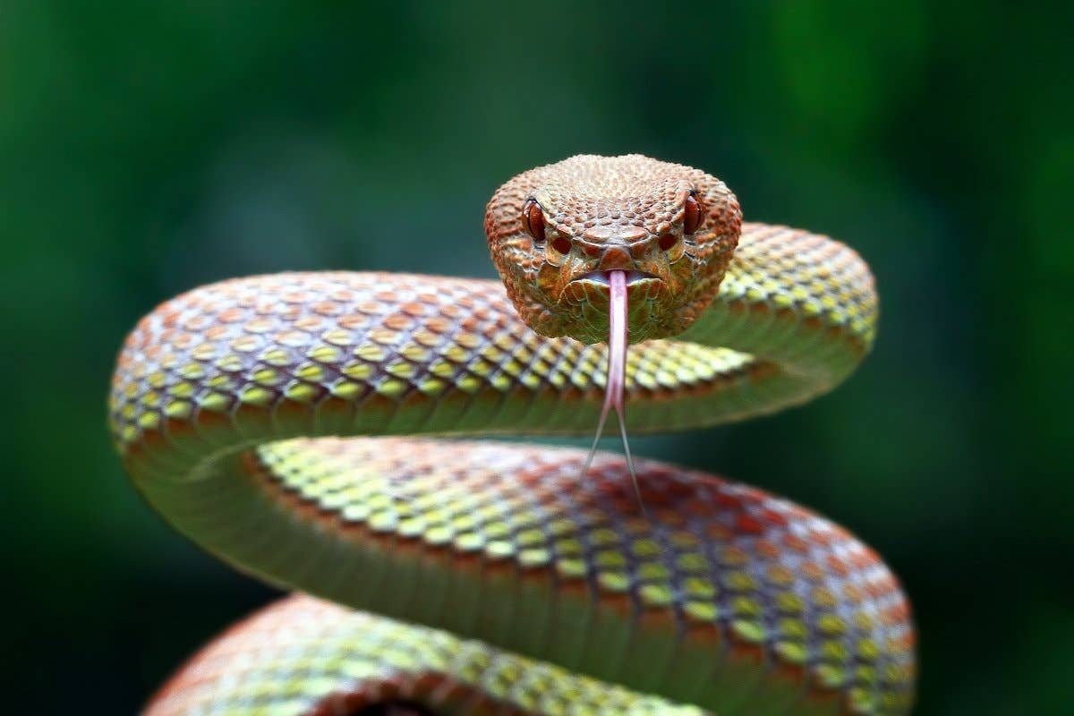 13 Most Beautiful Snakes in the World - Owlcation