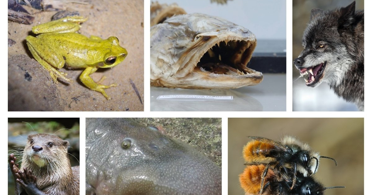 Remarkable Wildlife Discoveries You Missed in 2025 - Owlcation