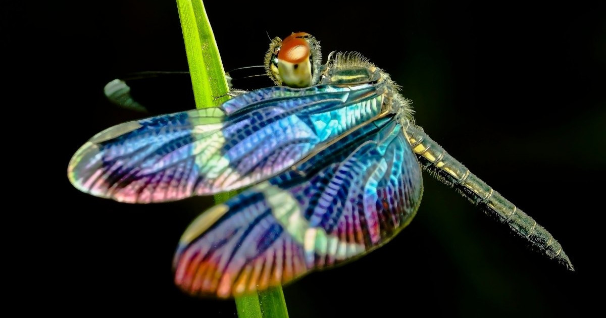 11 Most Beautiful and Amazing Insects - Owlcation