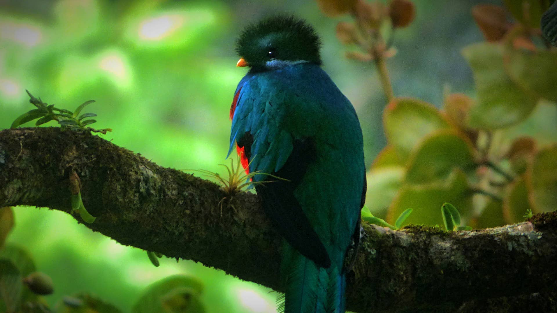 The Exquisite Aviary: Discover the 10 Most Beautiful Birds on Planet ...