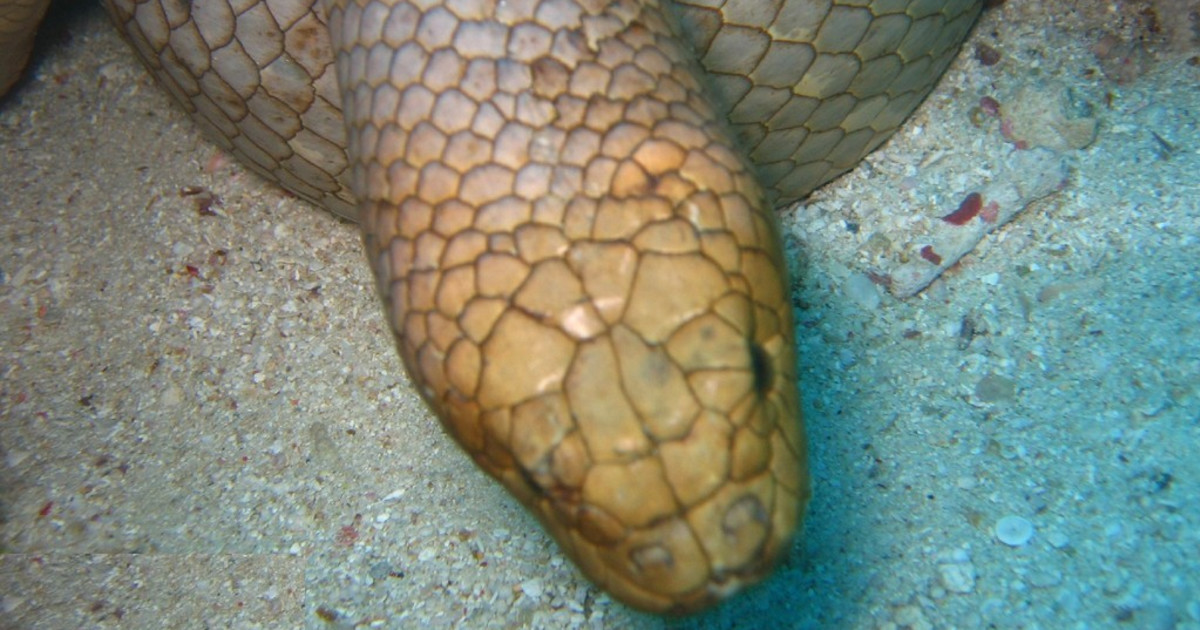 Most Venomous Sea Snakes: An Introduction to Ocean's Apex Predators ...