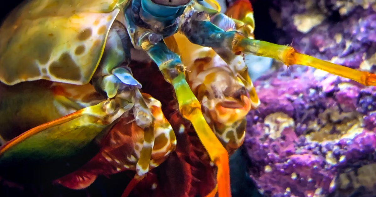 7 Unusual Creatures of the Sea - Owlcation