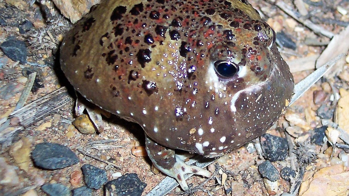 Crucifix Toad