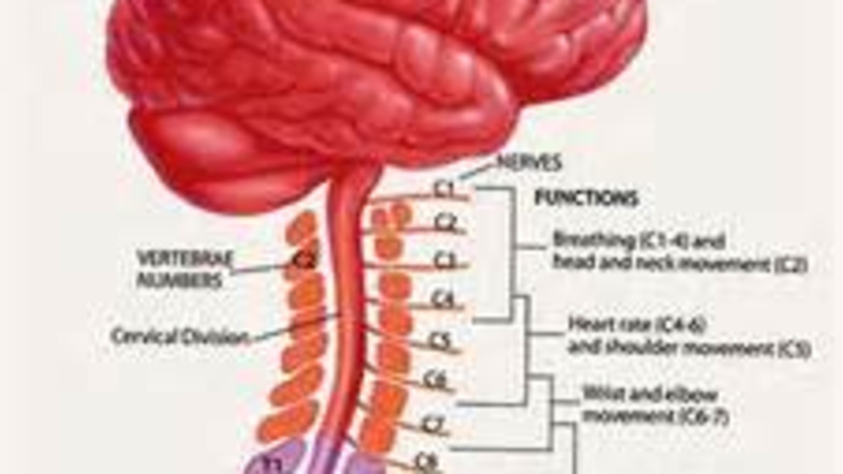 which vertebrae affect which nerves