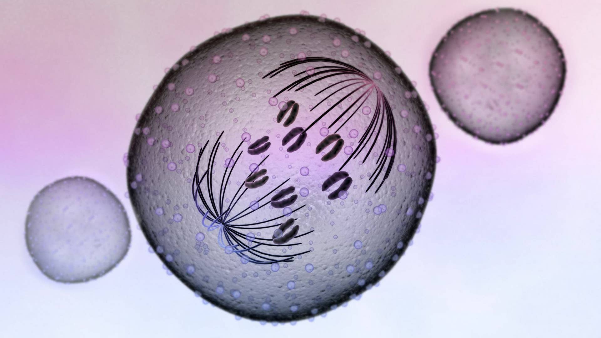 Mitosis And Meiosis The Science Cave Amazon.com: Mitosis And Meiosis