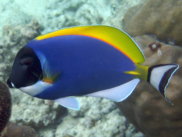 Yellow And Blue Fish Name