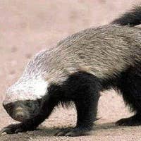 Key Concepts of the Philosophy of Jean-Jacques Rousseau - Owlcation