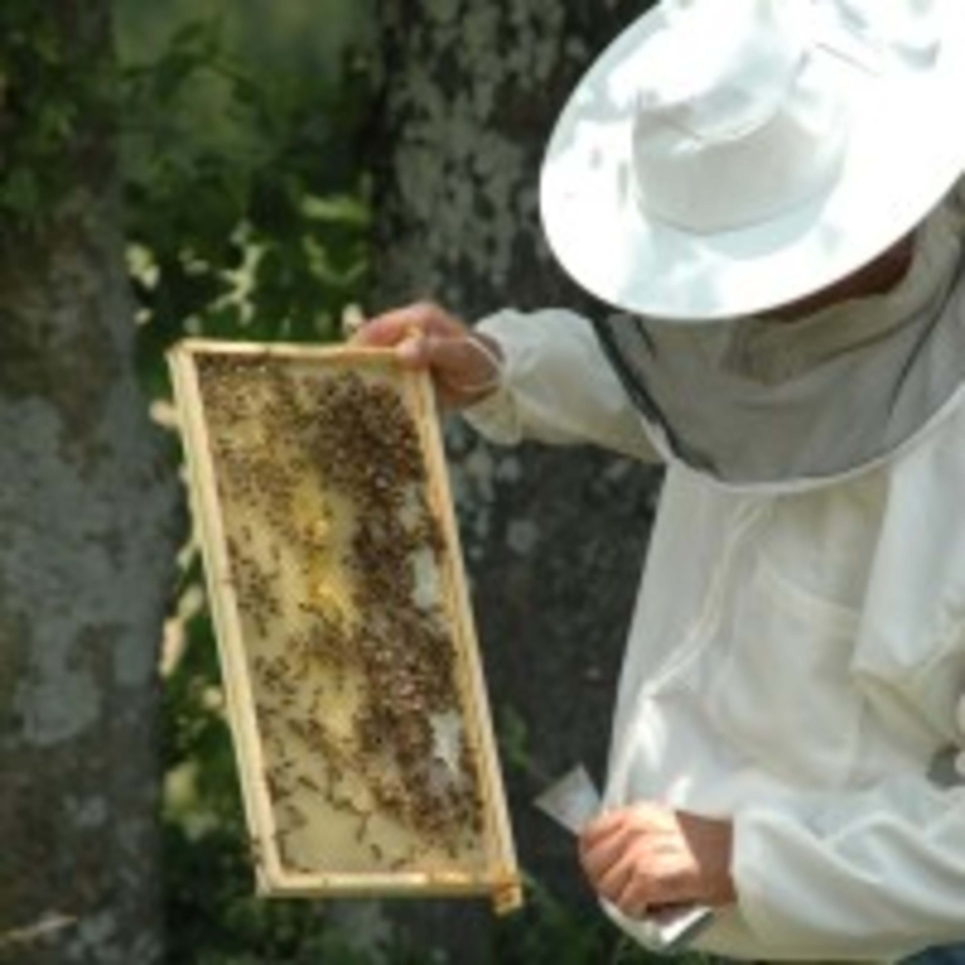 4 Fun Insect Science Projects for Kids - Owlcation