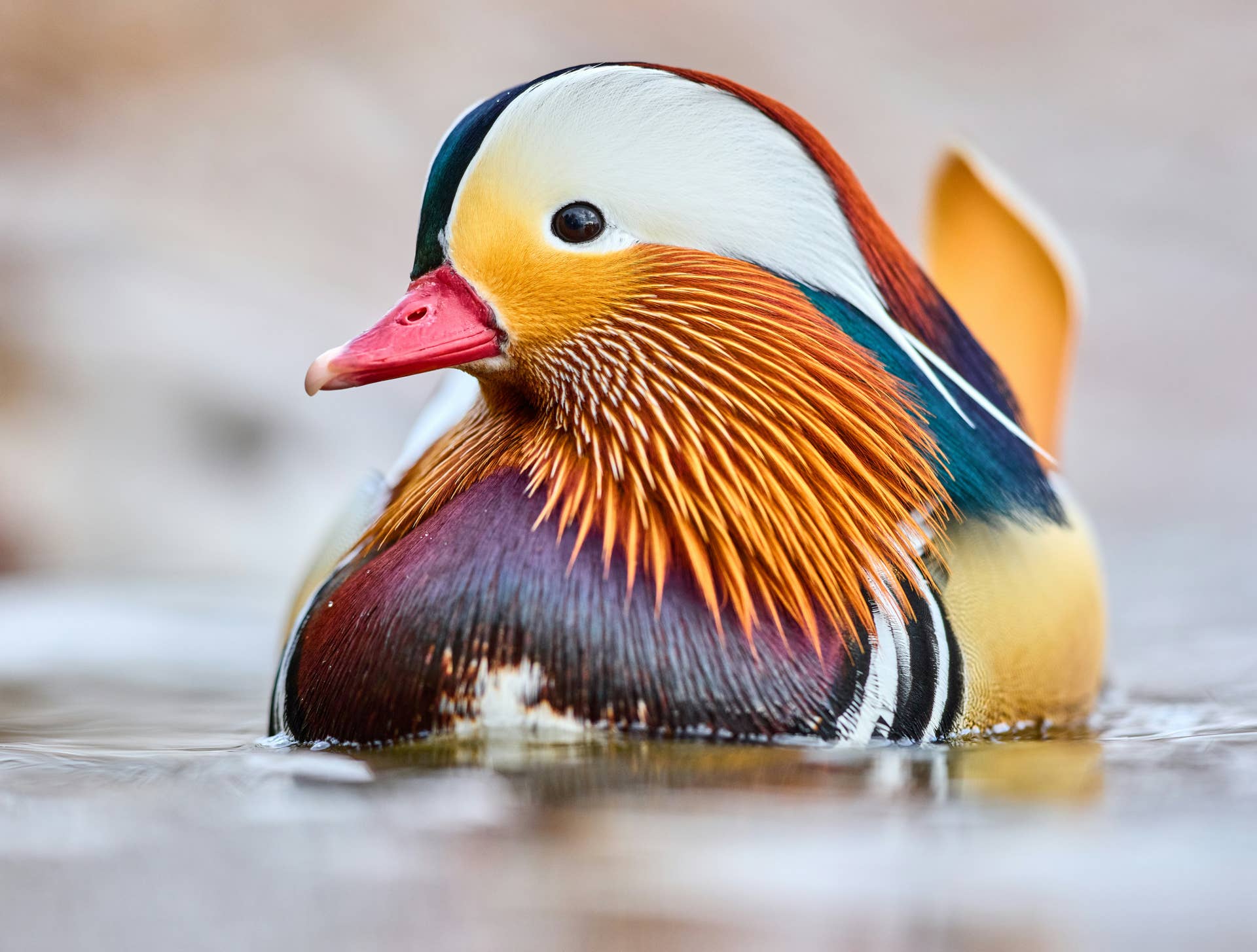 Unveiling Nature's Masterpieces: The World's 11 Most Beautiful Birds ...