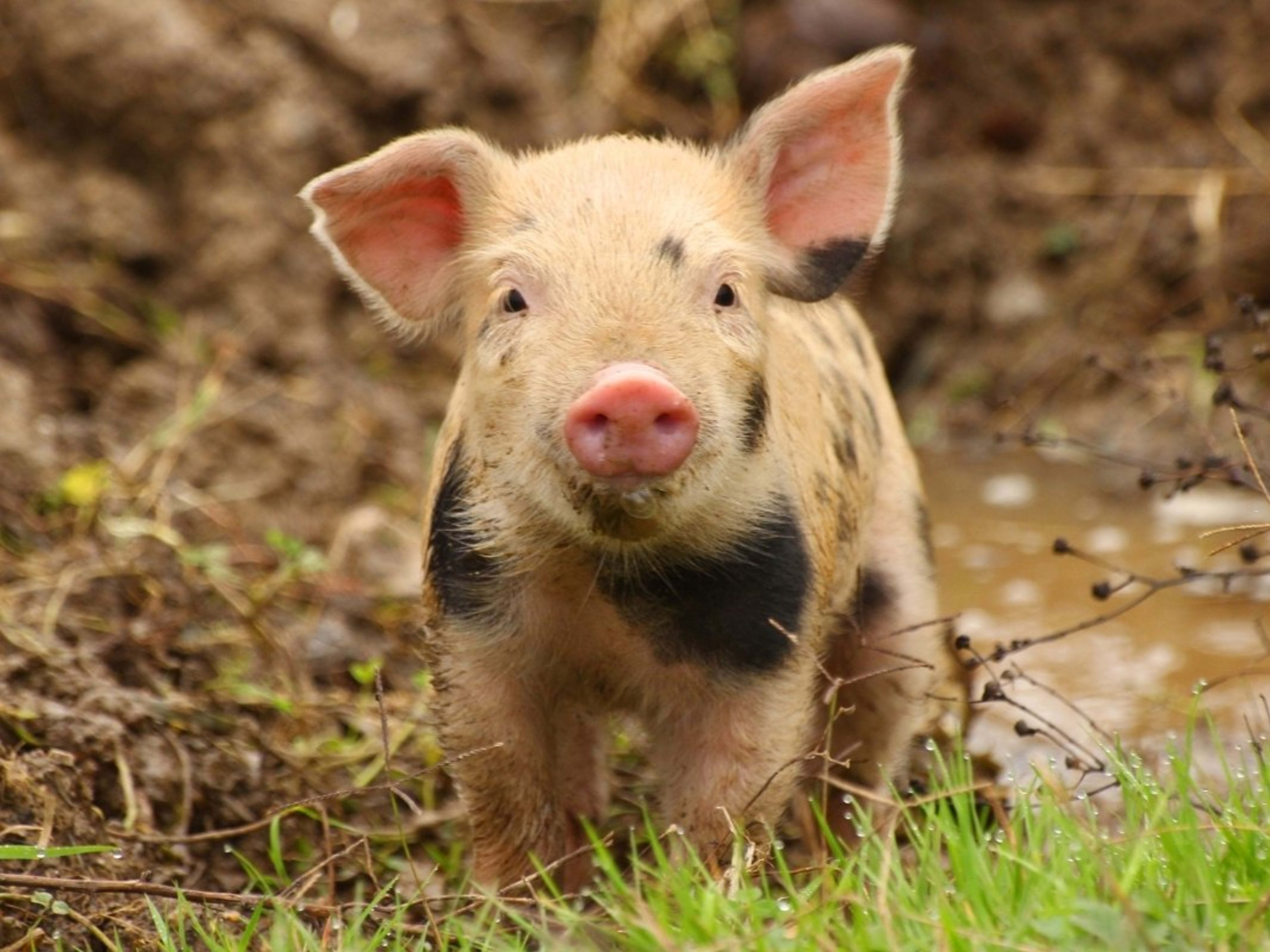 30 Pig Idioms and Phrases Explained - Owlcation