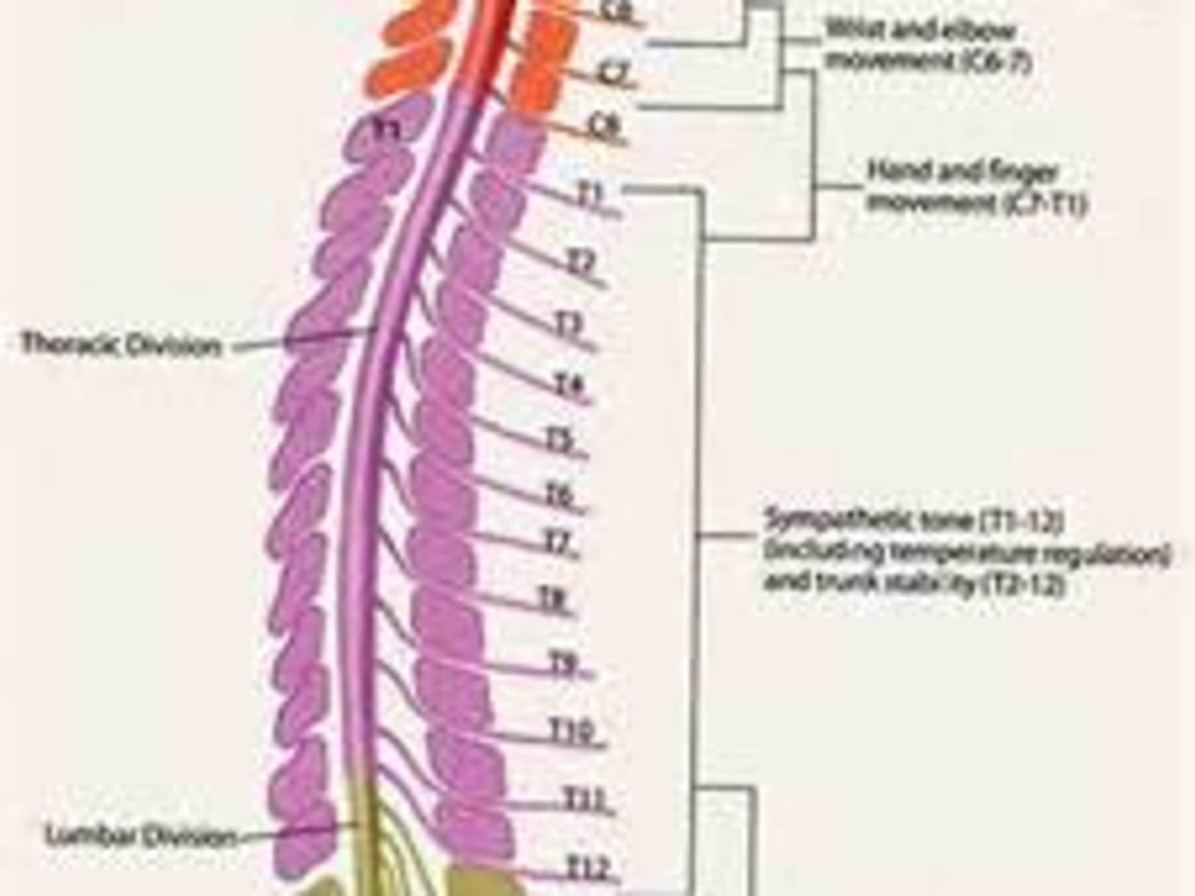 spinal canal function